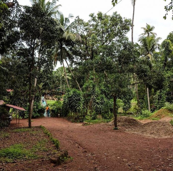 Top 6 Reasons To Visit Spice Plantation In Goa - TSG